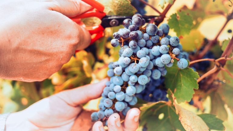 Agricultural Robots and the Role of Robot Programming